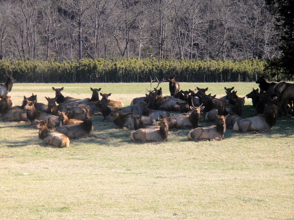 All new wallpaper : 60 Gambar Rusa Cantik Berukuran Besar