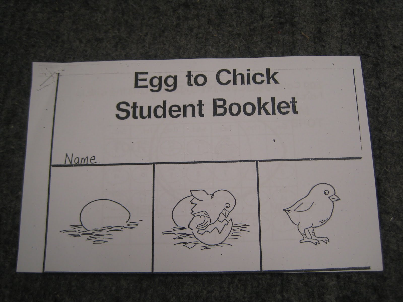 Mrs. Summers Kindergarten Blog: The Chick Eggs Are HERE!!!