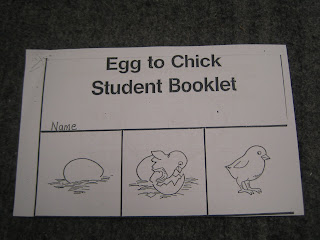 Mrs. Summers Kindergarten Blog: The Chick Eggs Are HERE!!!