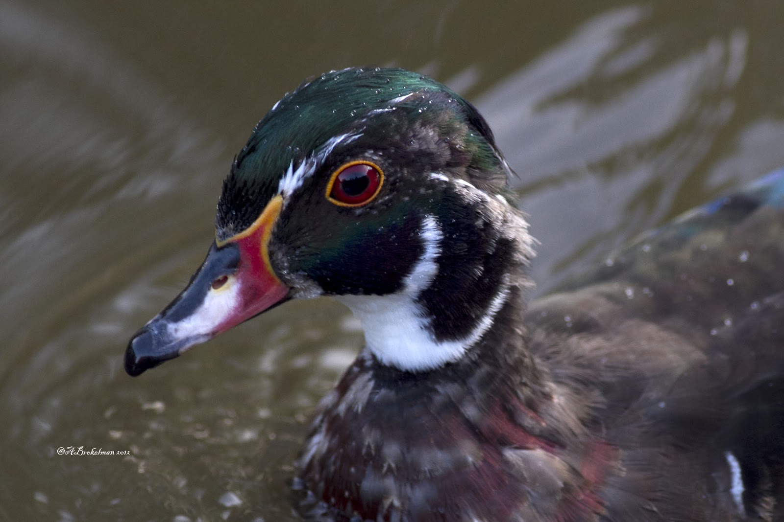 Ann Brokelman Photography: Black Crowned Night Heron, Merlin, Owl and ...