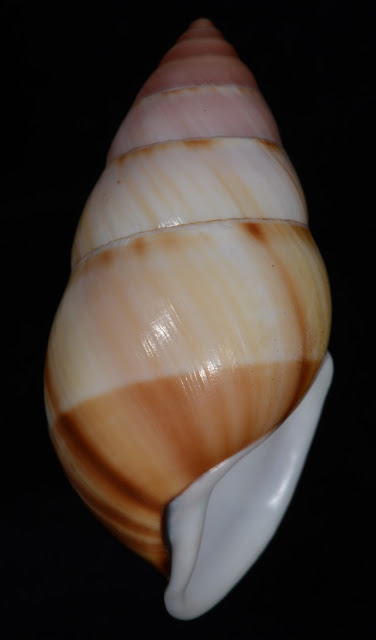 Dr. Lee's Gallery Museum: Amphidromus inversus annamiticus 56.25mm ...