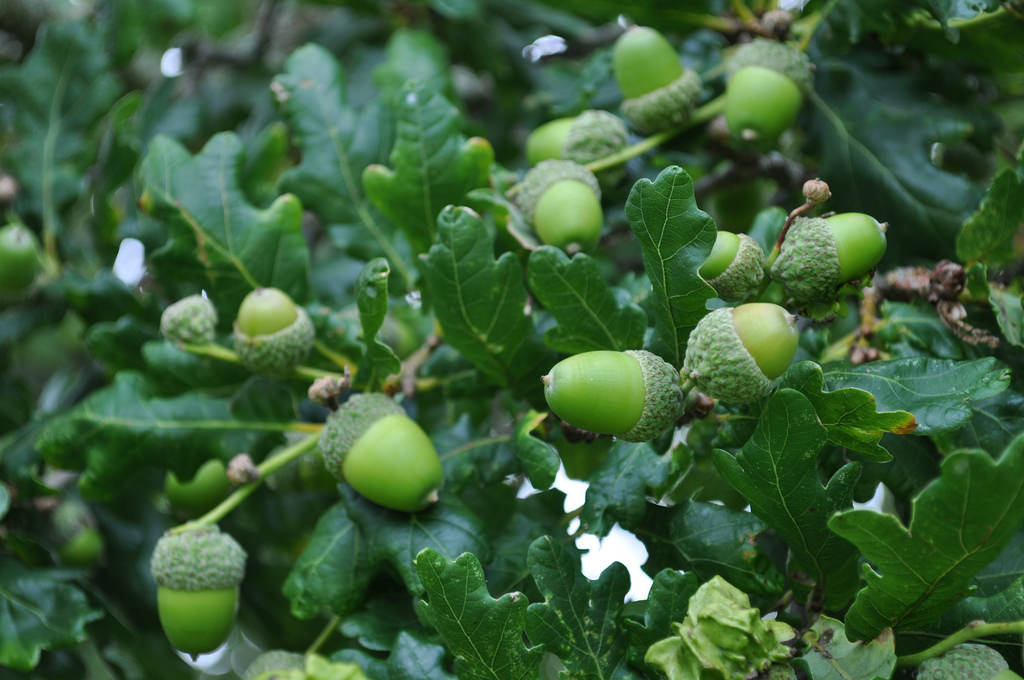 Content in a Cottage: Acorn Season