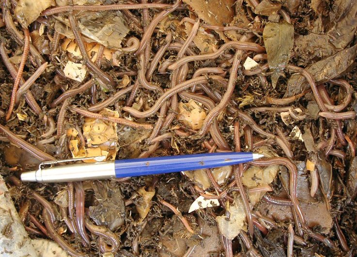 JENIS-JENIS CACING, MANFAAT, BUDIDAYA. bag. 3 >>> Eudrilus eugeniae ...