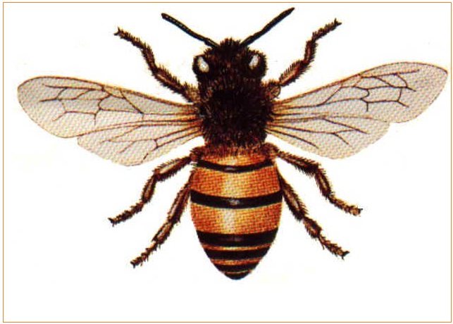 BIOLOGI GONZAGA: HYMENOPTERA INSECTA