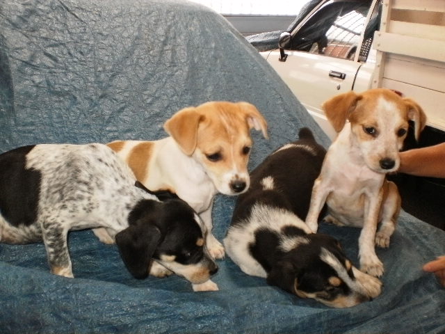 ZAGUATES Y MISINGOS: PERRITOS EN ADOPCION