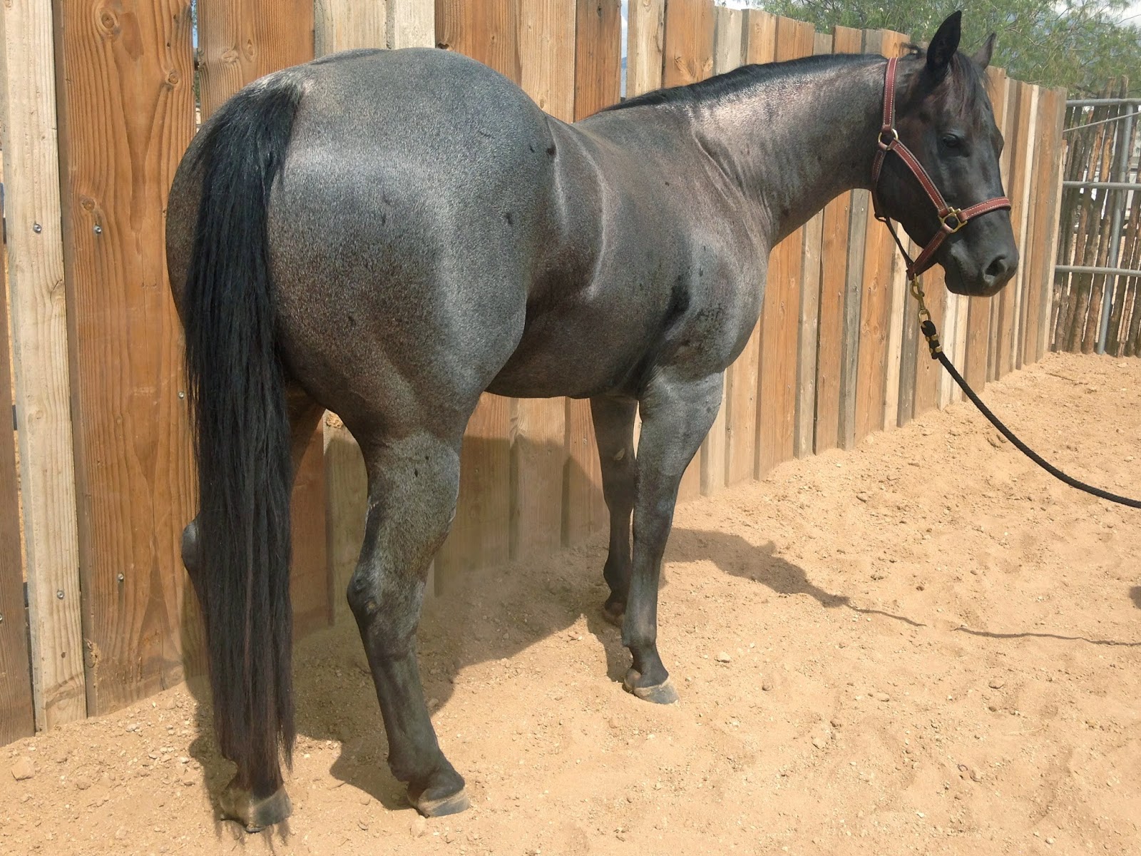 Roan River Ranch Quarter Horses: 2011 Blue Roan Son of TR Dual Rey