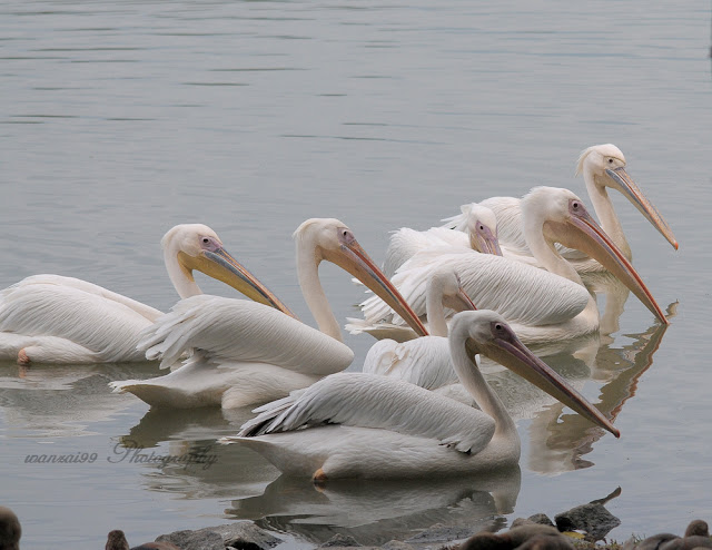 wanzai99 PHOTOGRAPHY: Burung Undan Putih