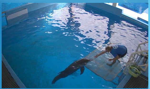 webkameralesen: Winter, a delfin