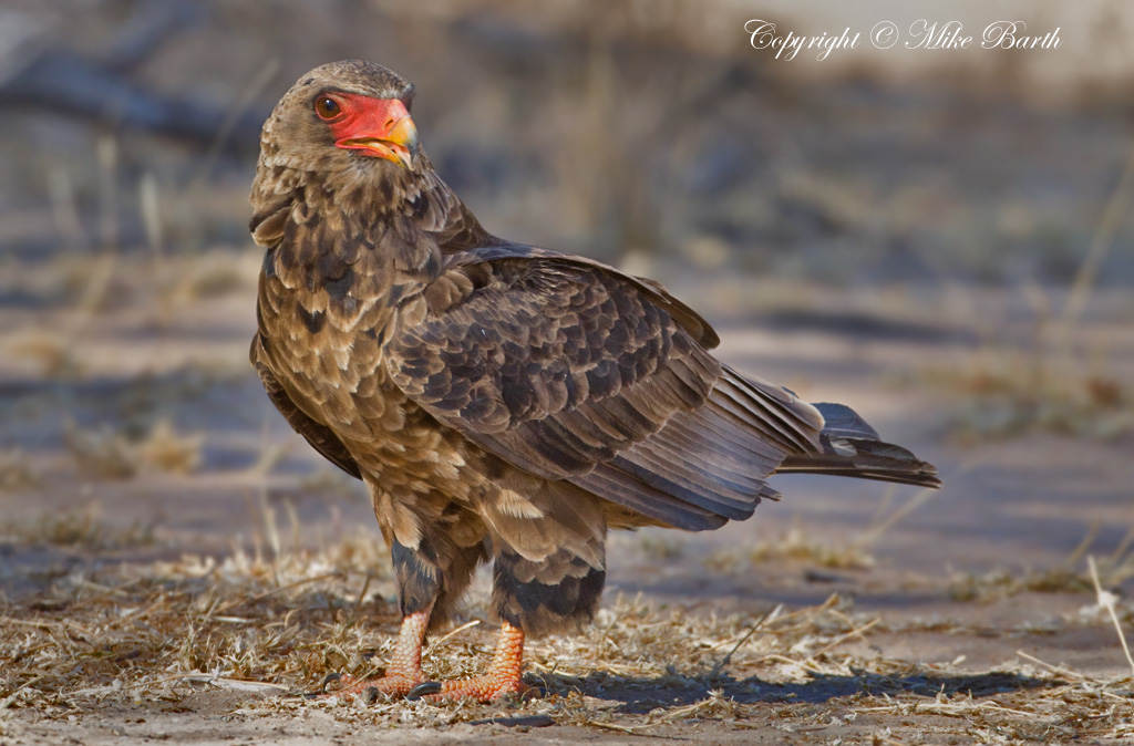 Bateleur Eagle | Focusing on Wildlife