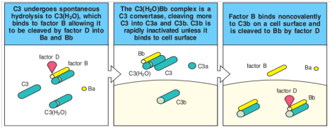 Alarminas: Respuesta inmune innata, respuesta inmune adaptativa y ...
