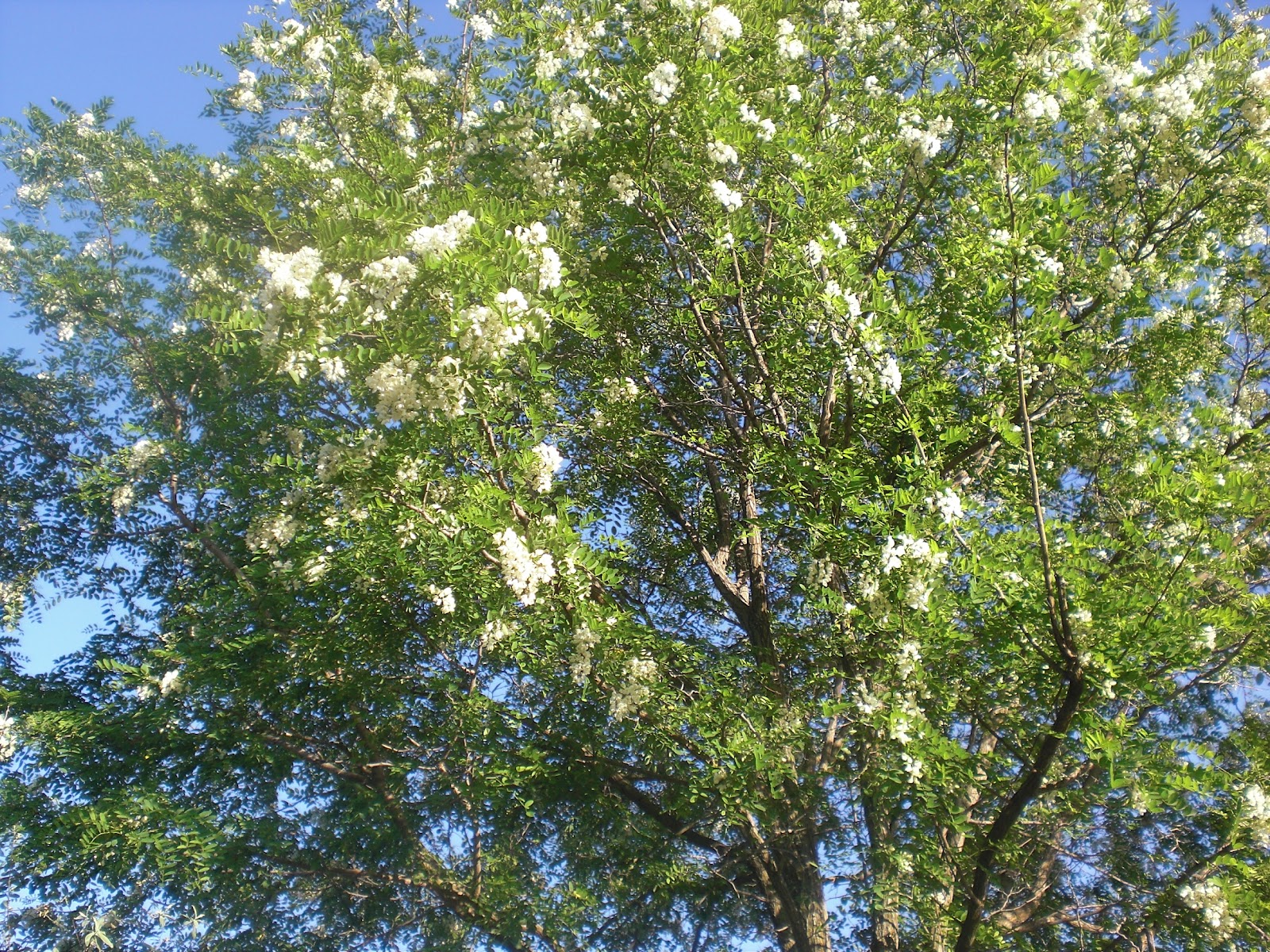 Perfumes y luces de Extremadura: Falsa acacia, Robinia pseudacacia ...