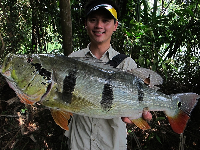 ANGLING WORLD 魔魚釣界: Peacock Bass (Cichla Temensis) in Asia