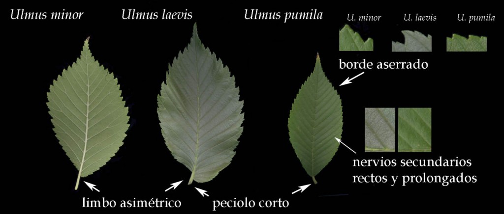 VENERABLES ÁRBOLES : Para distinguir los olmos