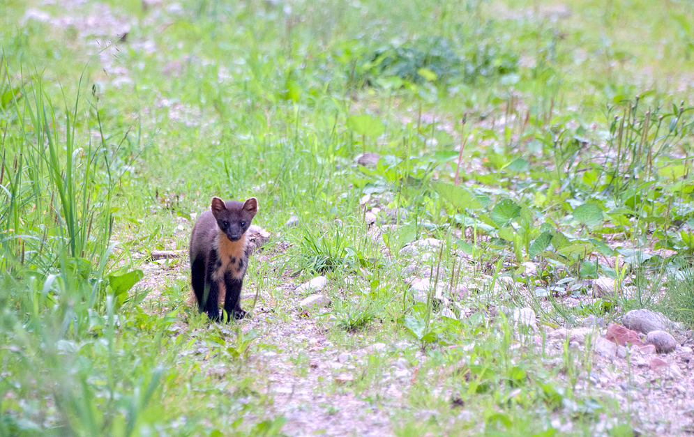 Kärla Jahimeeste Selts: Nugis - ergas väikekiskja