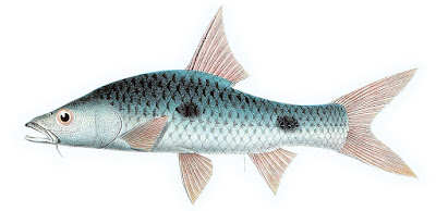 Mengenal Ikan Hampal/Hampala - Lalaukan