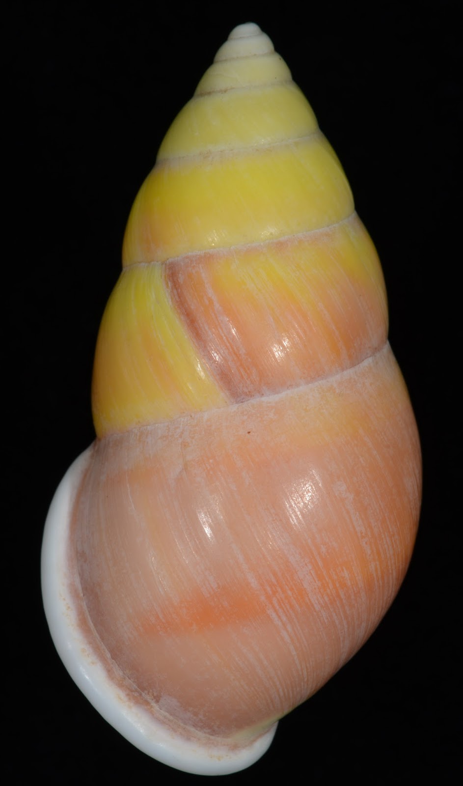 Dr. Lee's Gallery Museum: Amphidromus perversus solemi 49.46mm (Orange ...