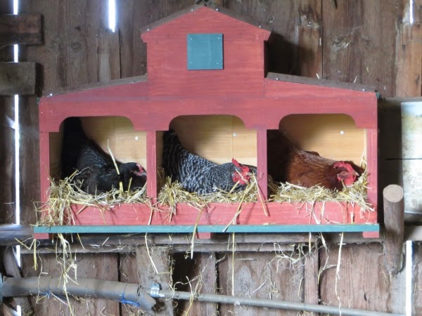 O'Brien's Family Farm: Hen House