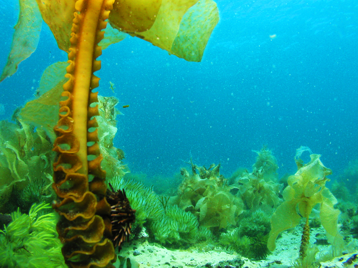 Fotografia Stephen Johnson, Imagenes Quilimbai: EL UNDARIA, invasora ...