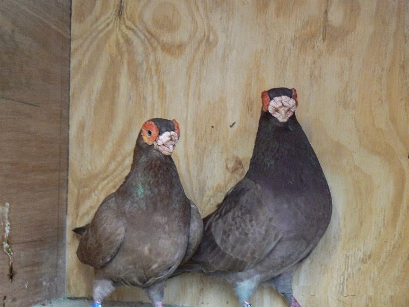 The Racing Pigeon HD wallpaper: Barb pigeon wallpaper