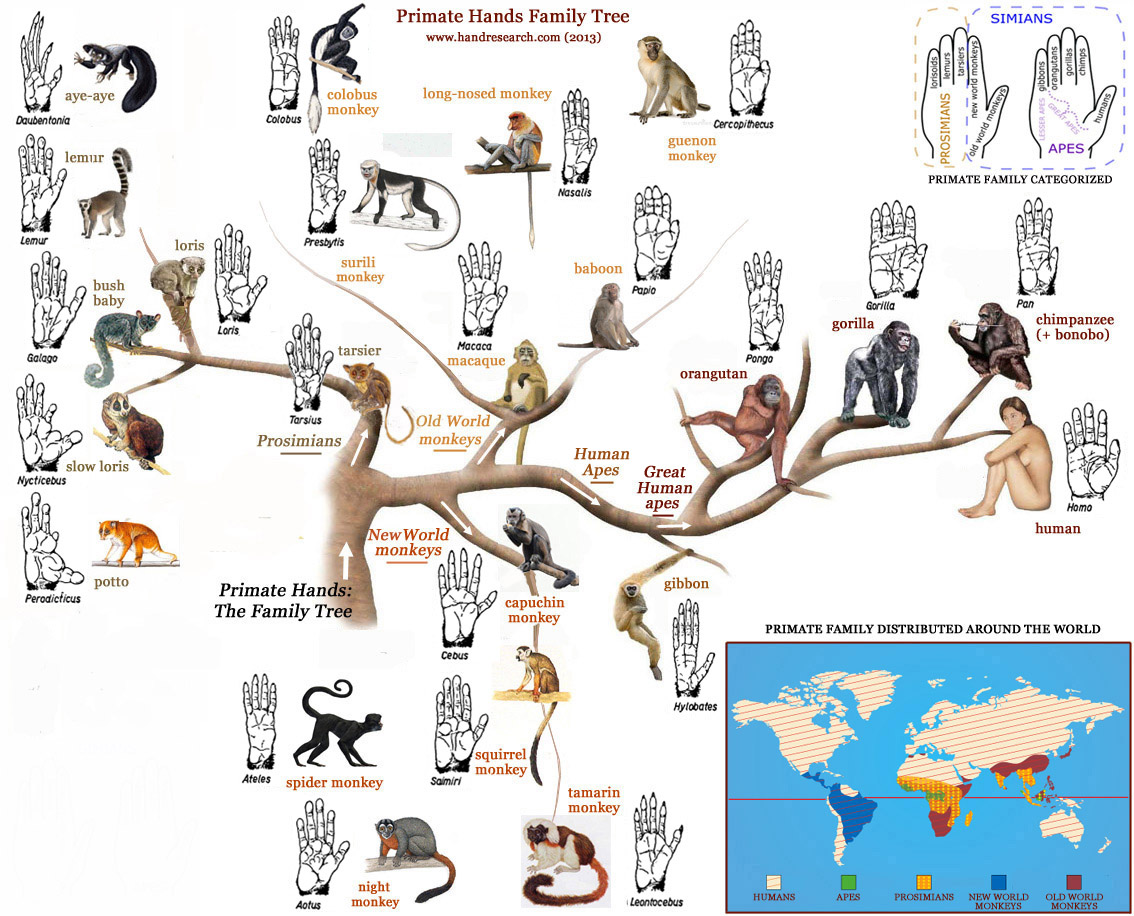 Seneca School - Year 1-2 - Science / English: Vertebrates - Mammals ...