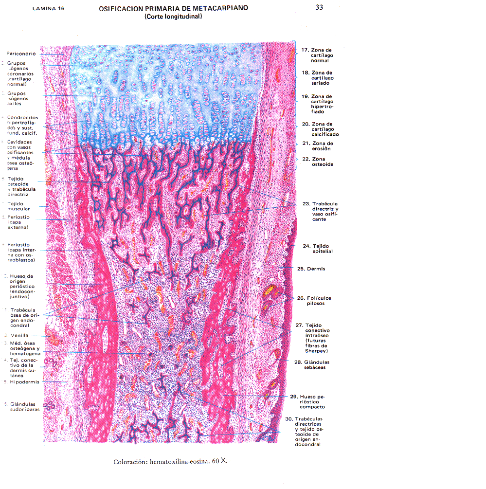 E.C.I 2- Biología: Osificación Primaria de Metacarpiano (Corte ...