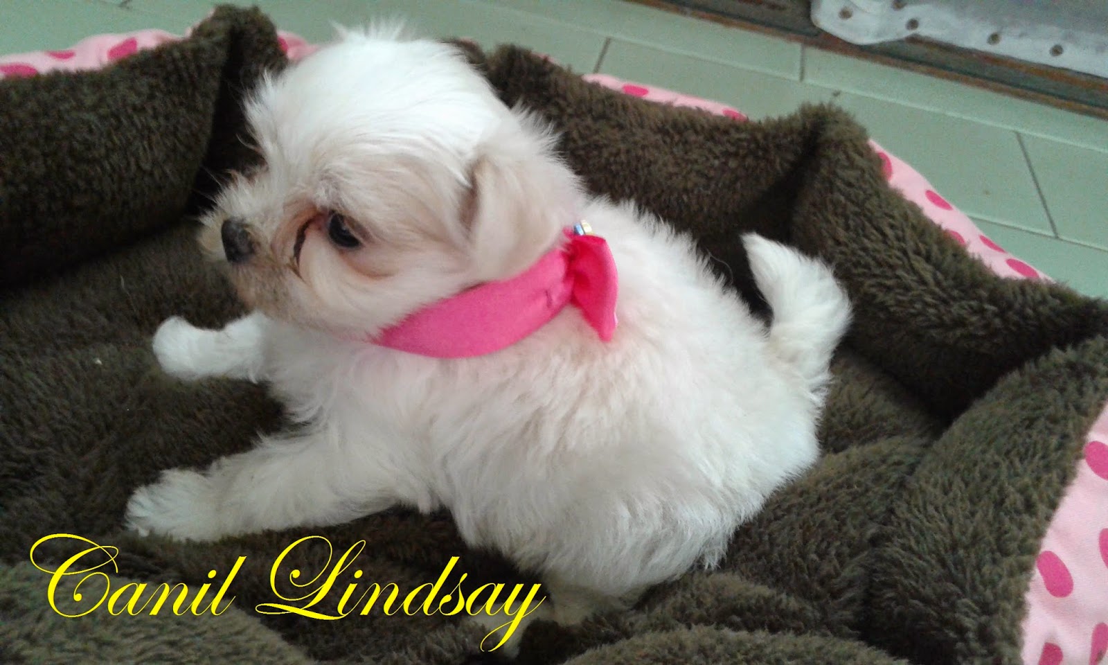 Canil Lindsay: Filhotes de Maltês (machos e fêmeas) para pronta entrega