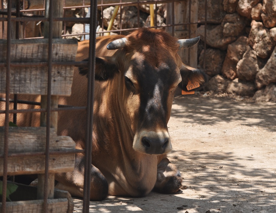 ZOOTOGRAFIANDO (6.096 ANIMALS): TORO, VACA, BUEY, WATUSI, CEBÚ / BULL ...