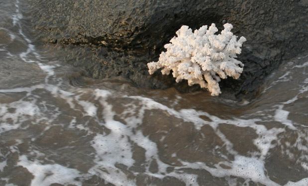 Naturaleza y Voluntariado Ambiental: Descubren un gran arrecife de ...