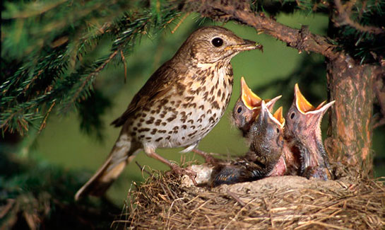 Video ANİMAL: Kızıl Ardıç Kuşu