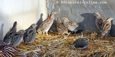 Blog de los Animales: Tipos de codornices