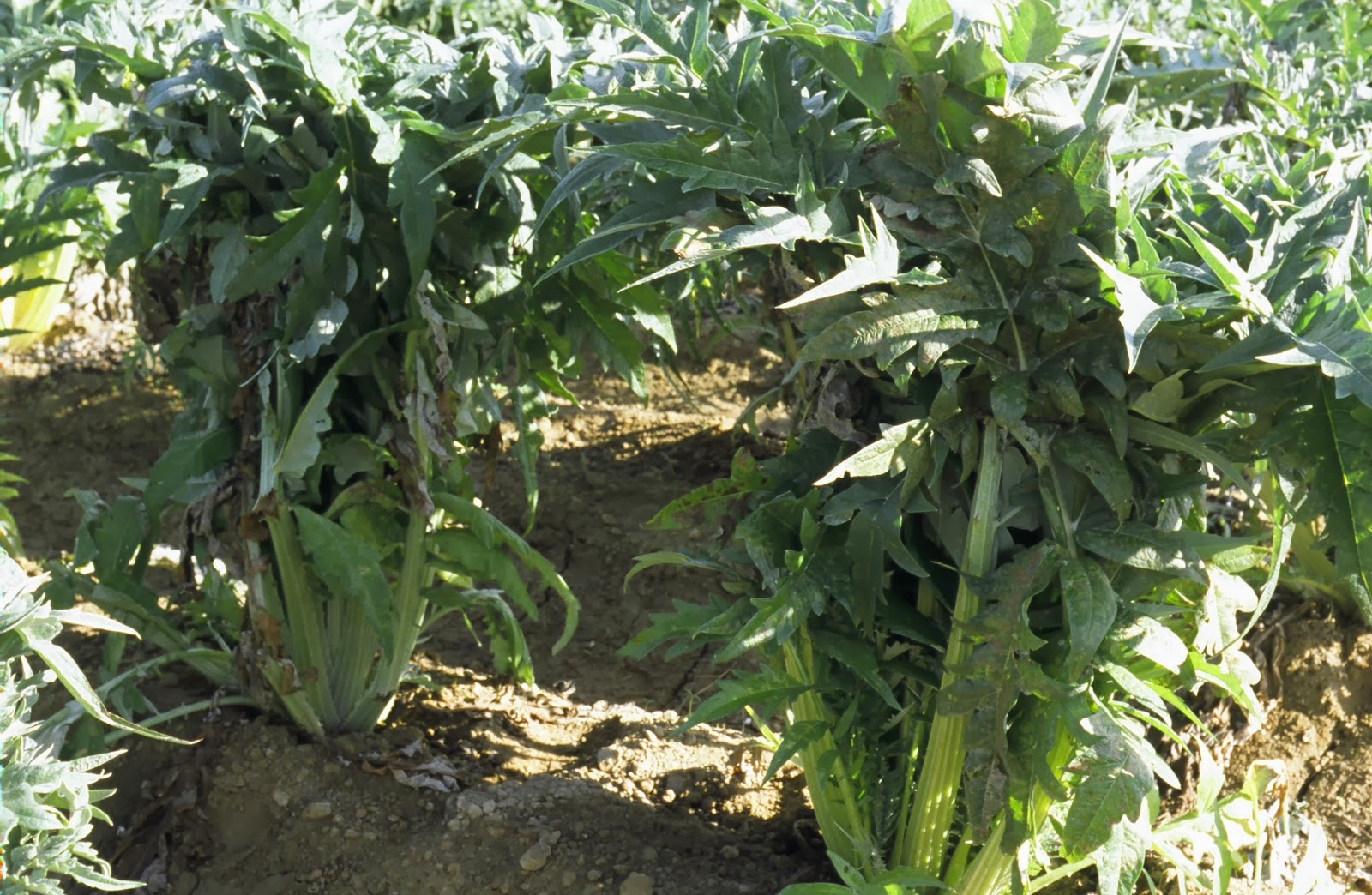 VIVA LA HORTICULTURA: EL CARDO