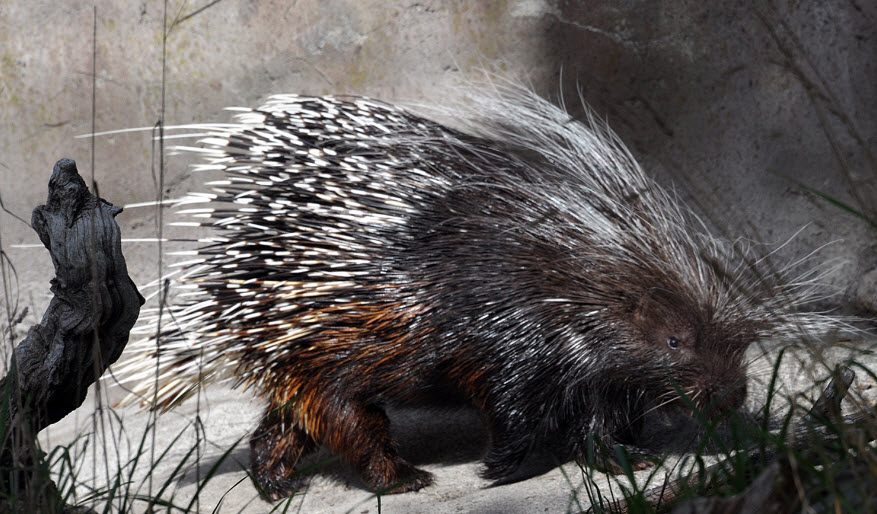Porcupine | The Biggest Animals Kingdom