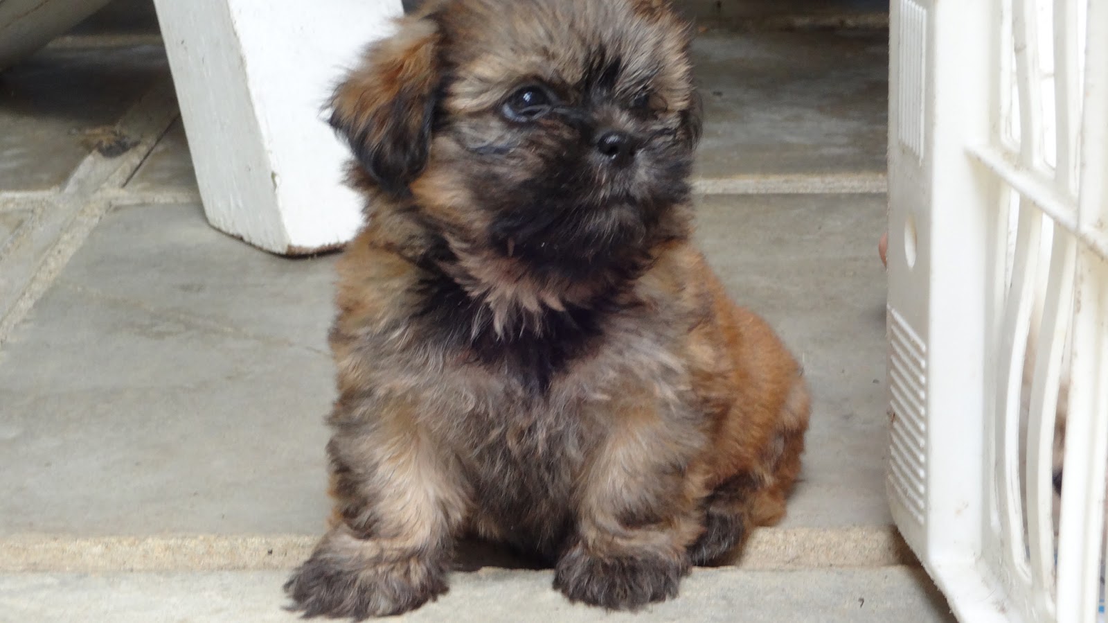Escolinha de Futebol do Náutico: Filhotes de Shitzu, Lhasa Apso, Maltês ...