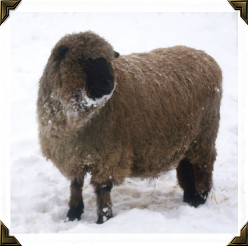 farmjournal: Silver Sheep, Silver Sheep....
