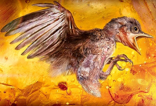 BARRY the BIRDER: Bird preserved in amber for 100 million years...