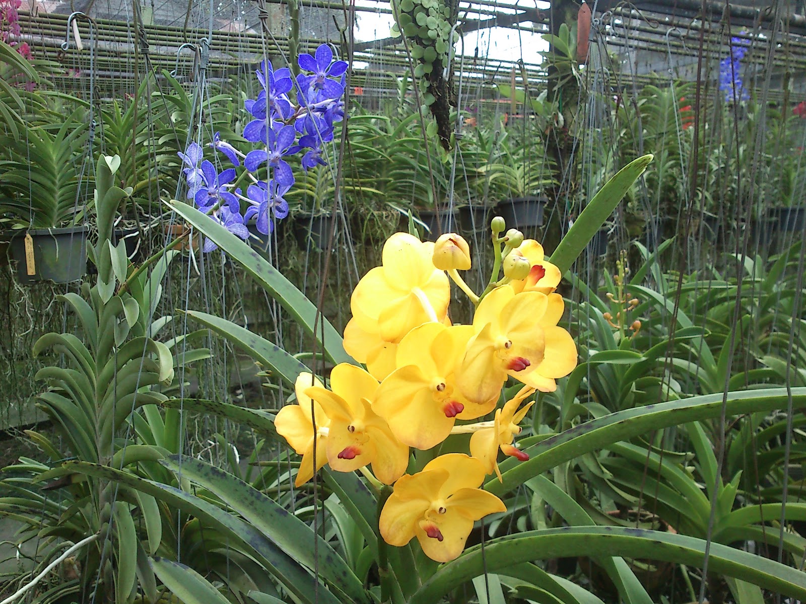 Hidup Yang KetentuanNYA: Kebun Orkid - Bunga Orkid