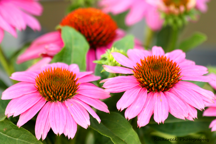 Sheila's Flower Garden Get A Way: Cone Flowers – A Hardy and Beautiful ...