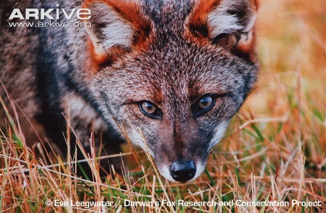 Endangered Species of the Americas