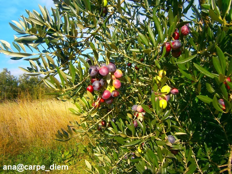 Berba maslina / Olives Harvest Time