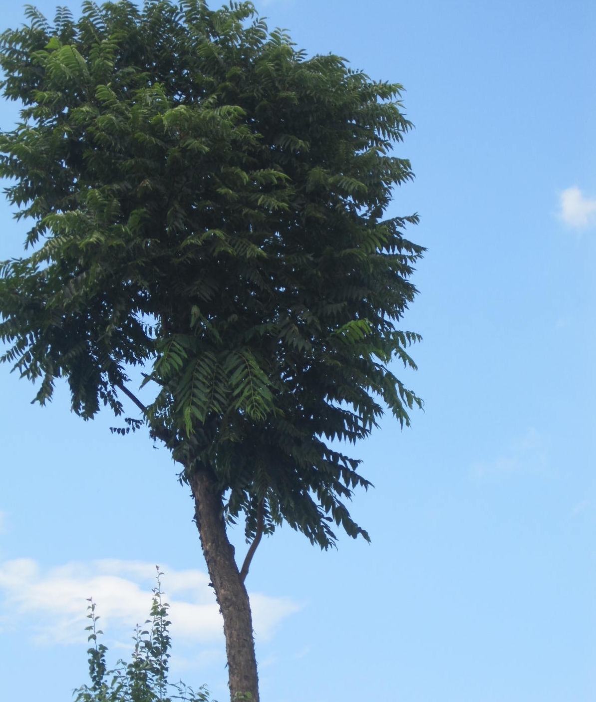 Village View: Local trees of Nagaland