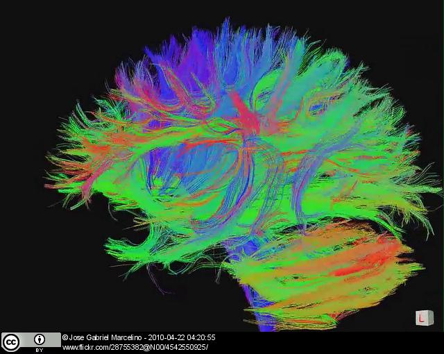 Hundeschule an der Leine: Wie lernen Hunde - wie trainiere ich richtig?
