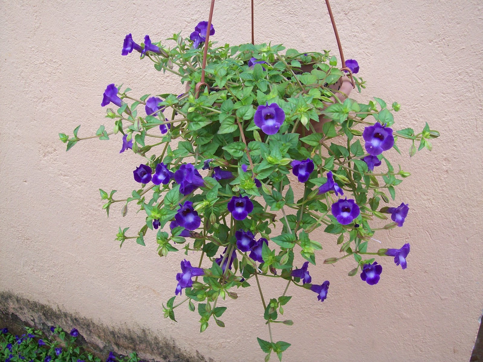 RW PAISAGISMO: FORRAÇÃO: TORÊNIA