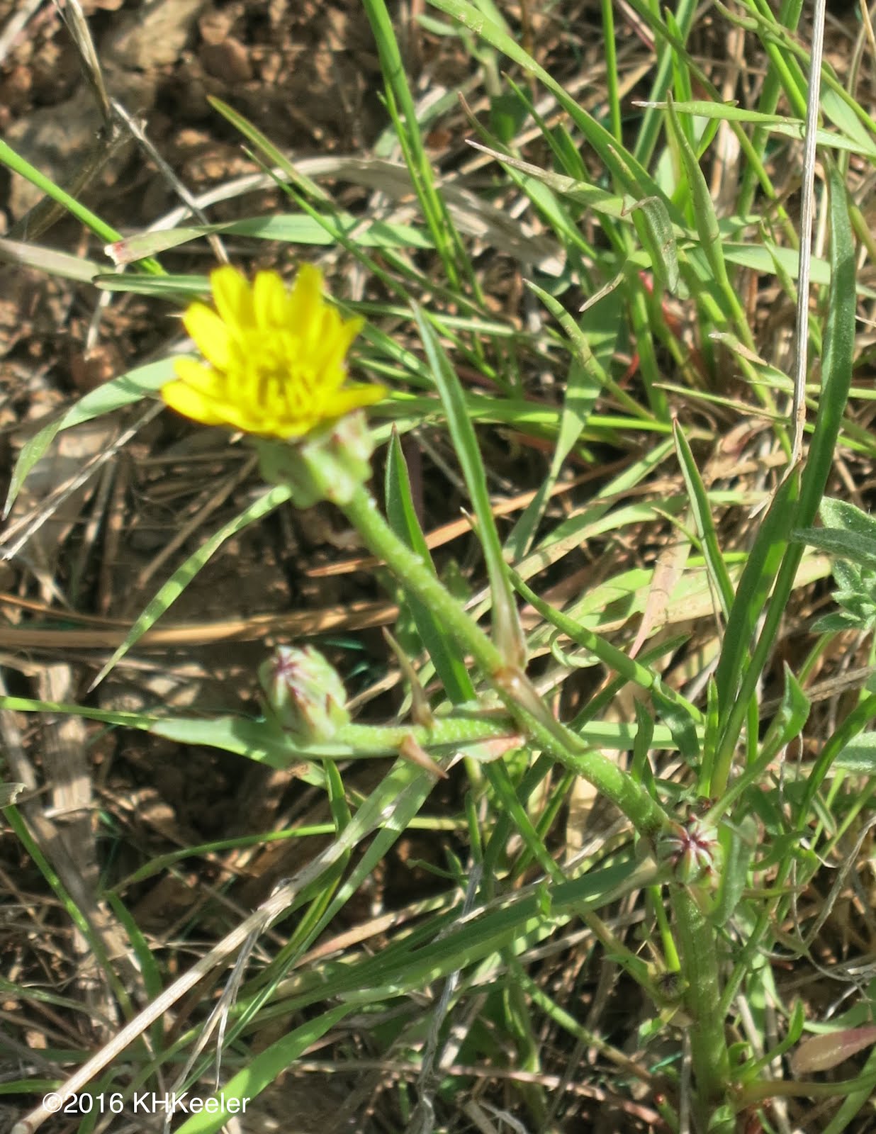 A Wandering Botanist: Visiting Northern Colorado--Horsetooth Mountain ...