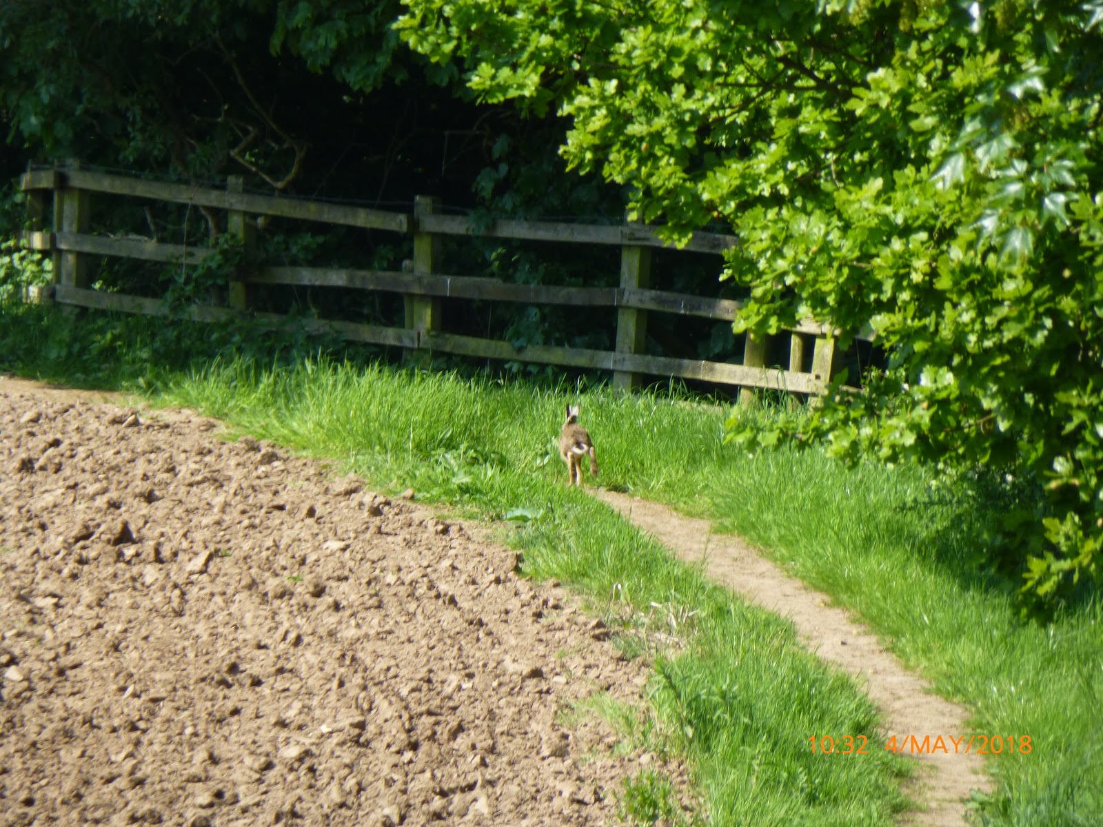 Harris Hikers: A Bluebell Wood Walk Around Parbold 19th May 2018