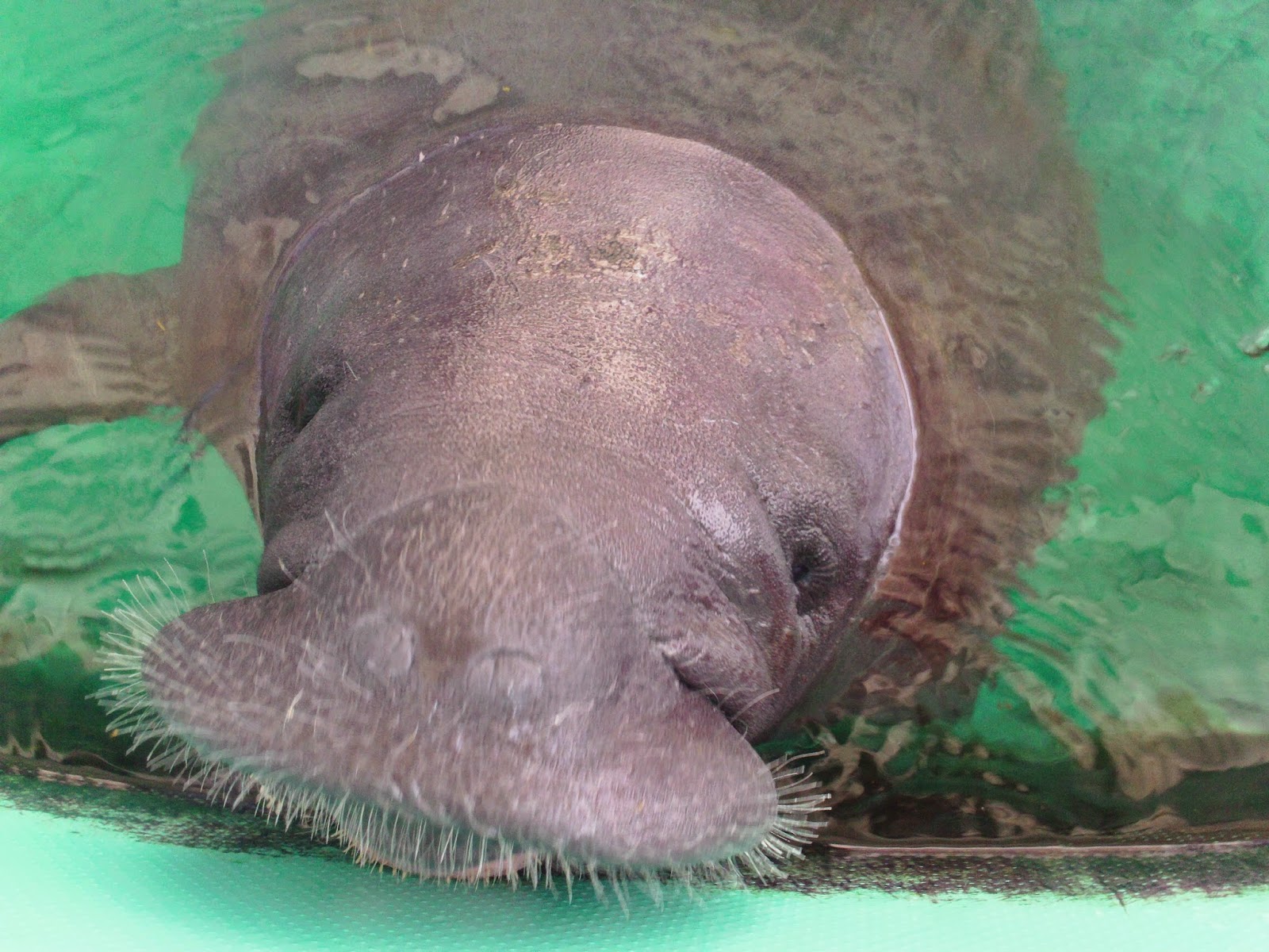 DÍA NACIONAL DEL MANATÍ