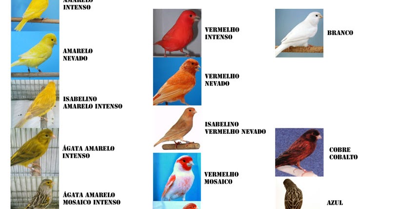 GOSTO DE CANÁRIOS BELGAS: TABELAS DE CORES CONHECIDAS
