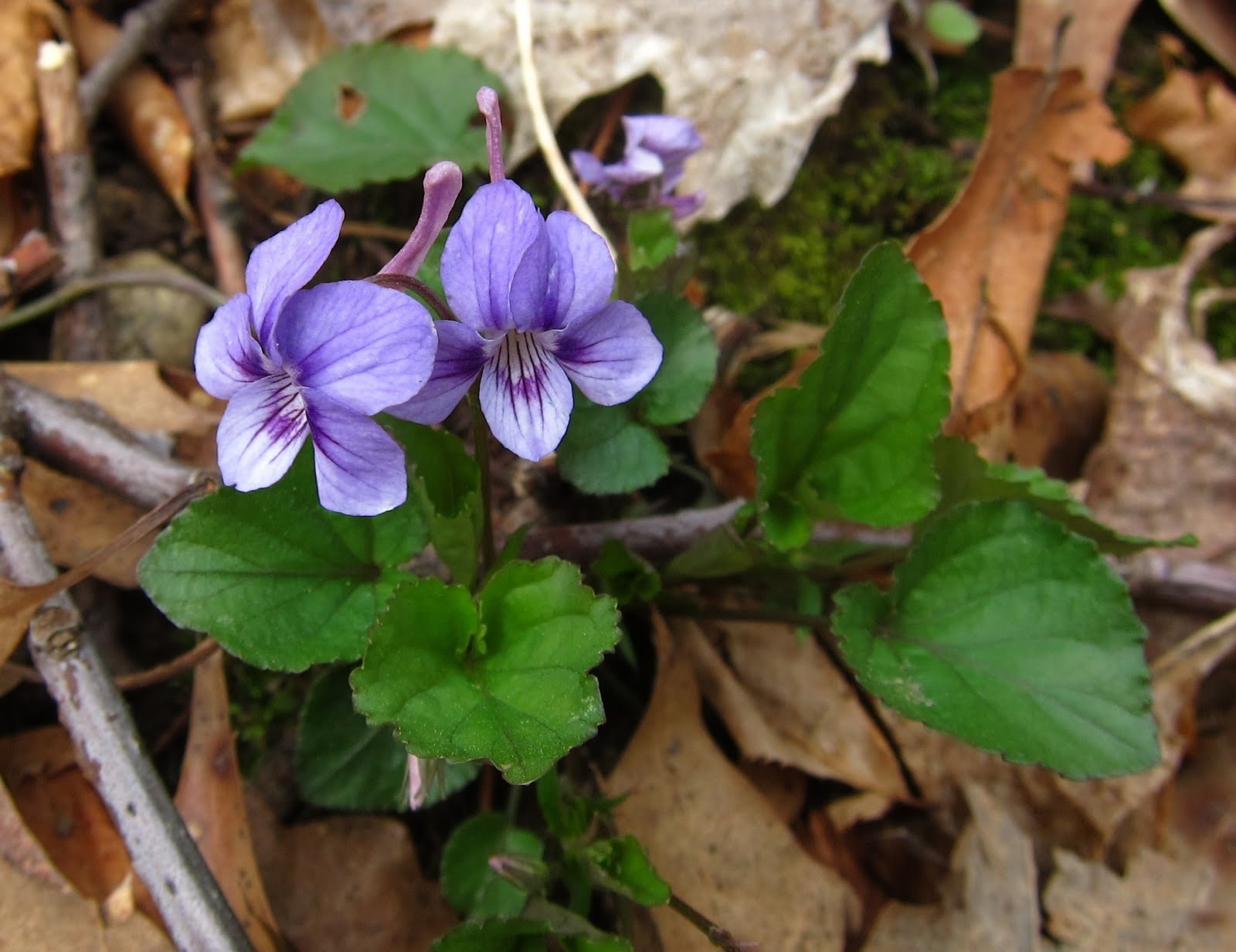 Saratoga woods and waterways: A Bouquet of Violets