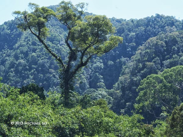 The rainforests of Borneo & Southeast Asia: Back to limestone forest in ...