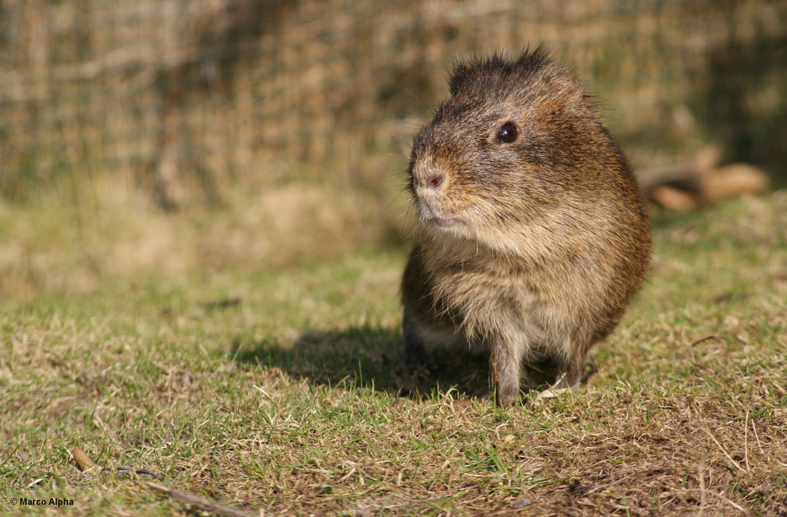 Marco Alpha Fotografie: Diergaarde Blijdorp