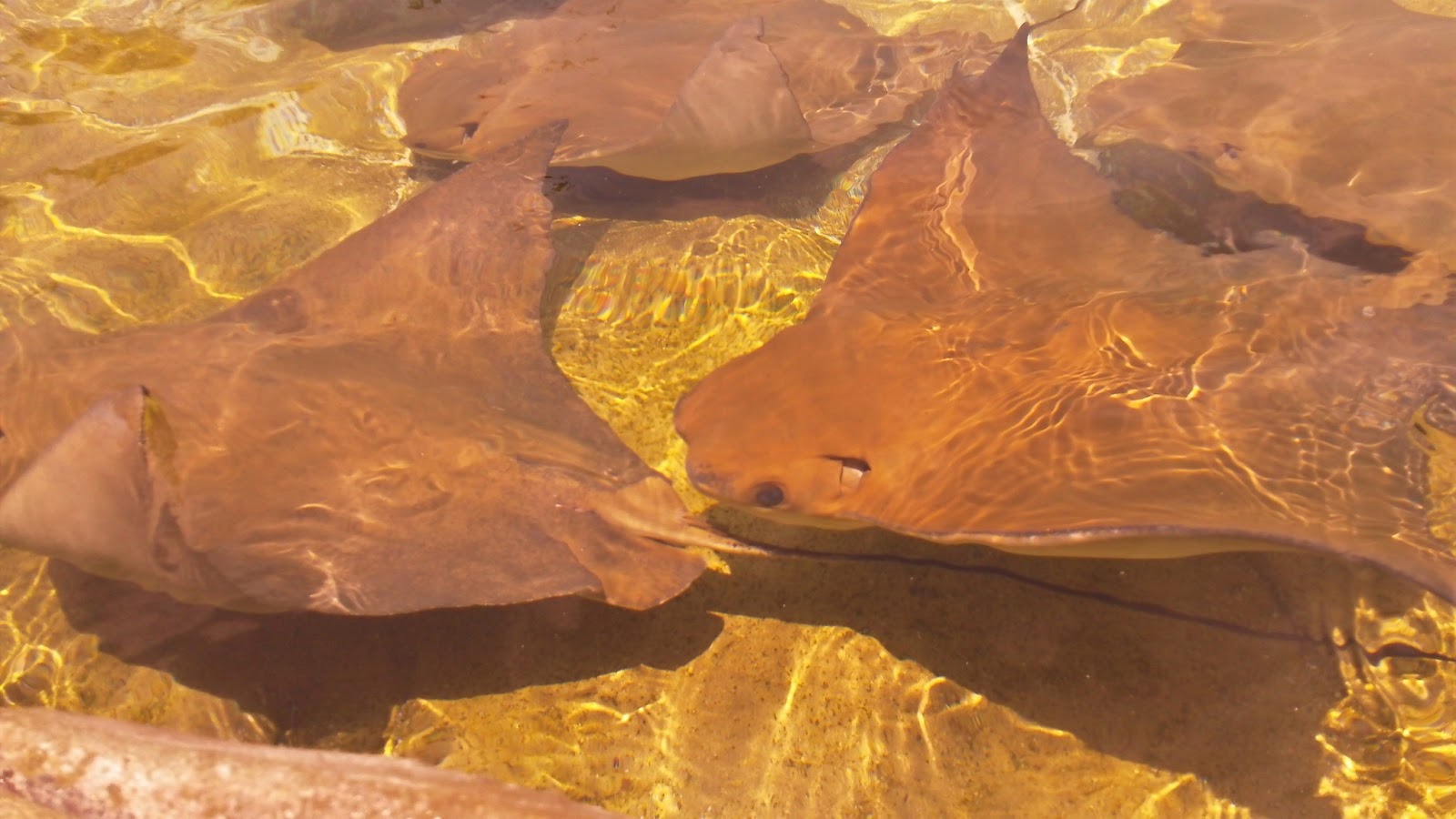 There's Magic Out There: Sting ray Interaction at Seaworld San Antonio ...